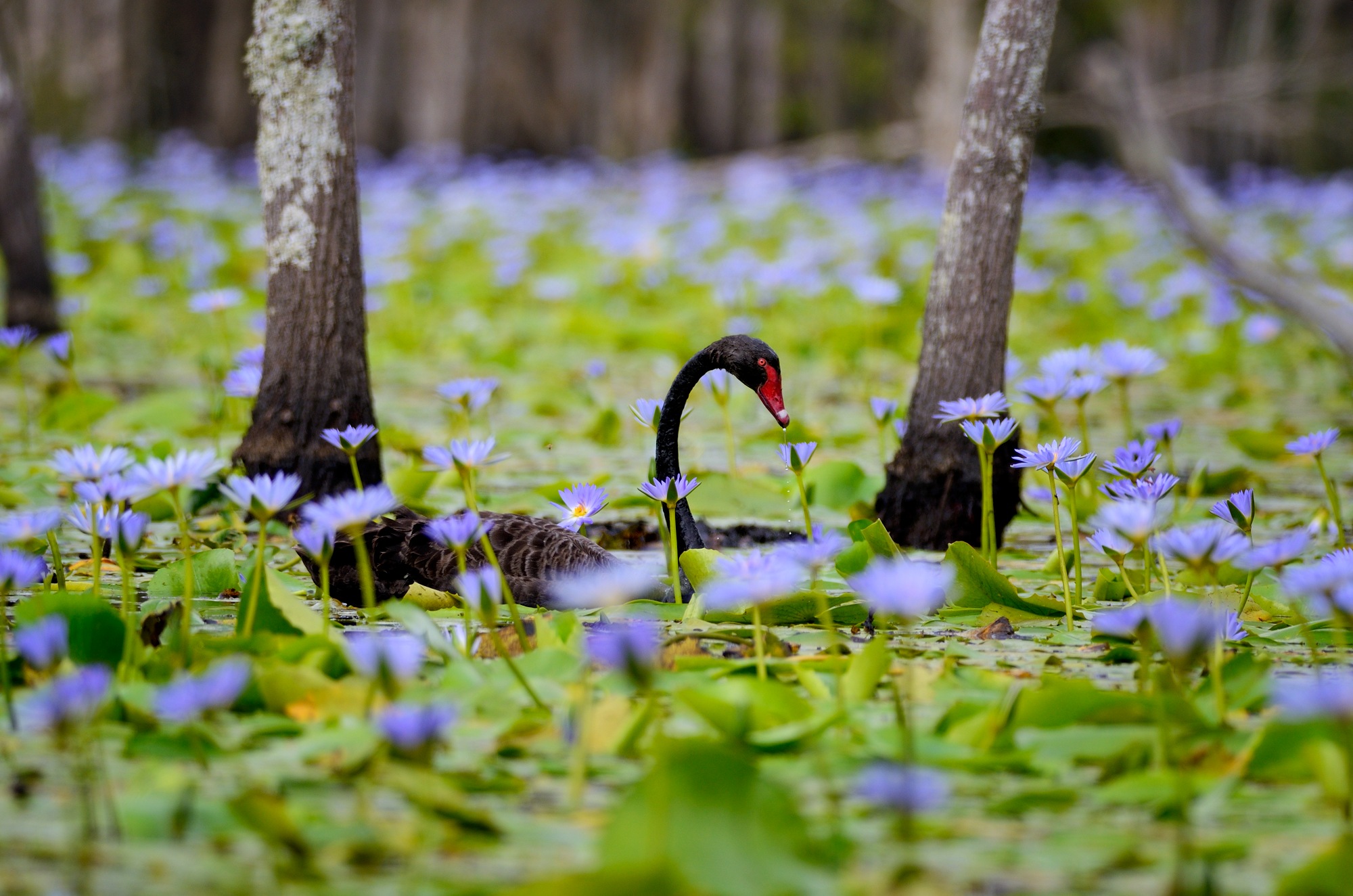 What do Swans eat? – avernus