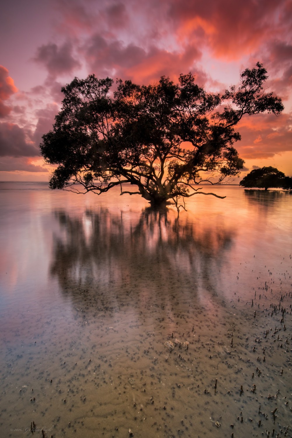 Hudgee Nudgee – avernus