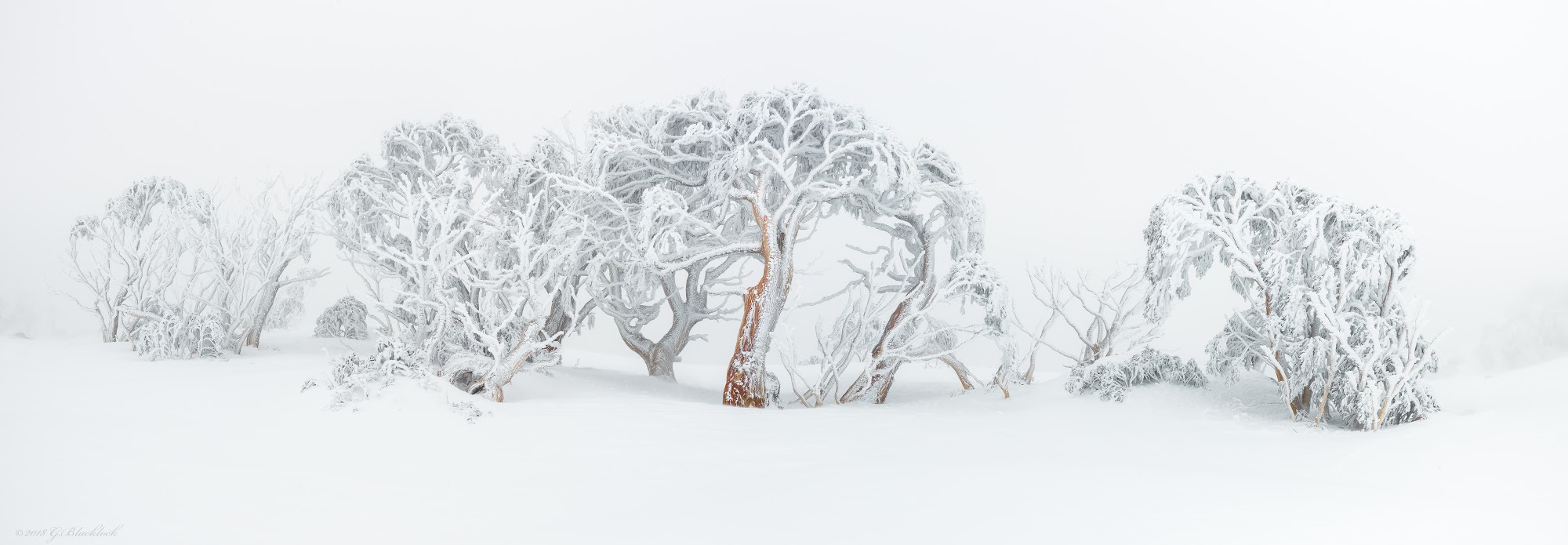 Snow Gum Stand – avernus